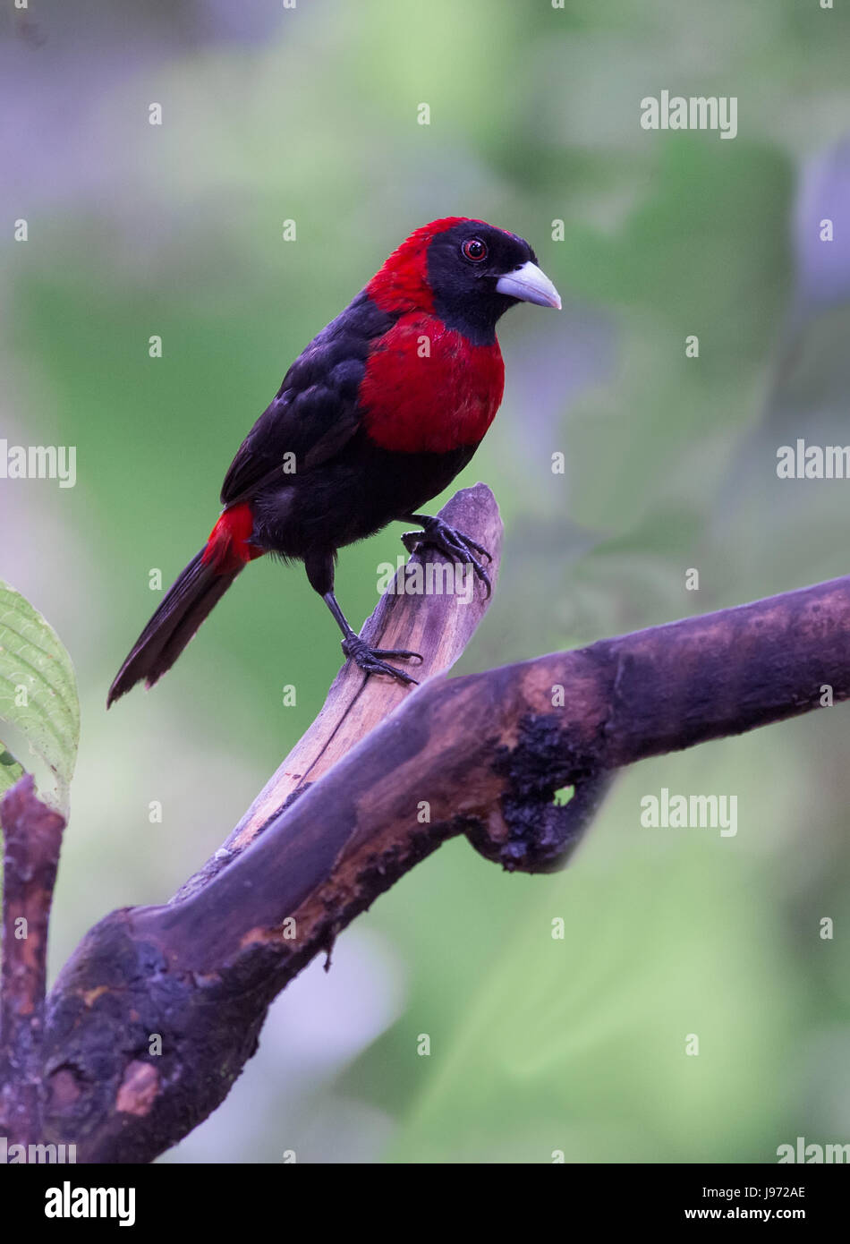 Black collared tanager hi-res stock photography and images - Alamy