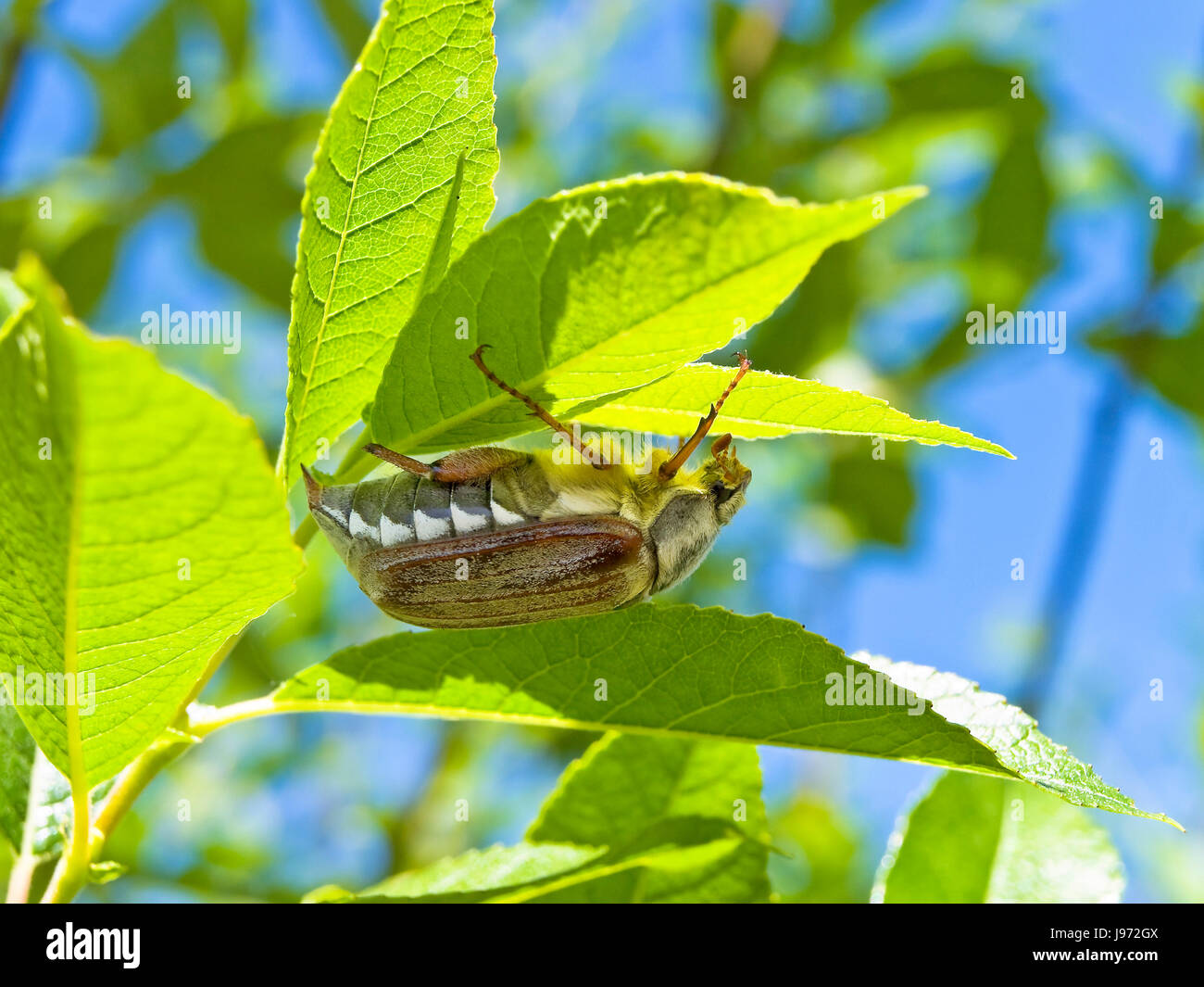leaf, insect, insects, animals, beetle, wing, antenna, May, damage ...