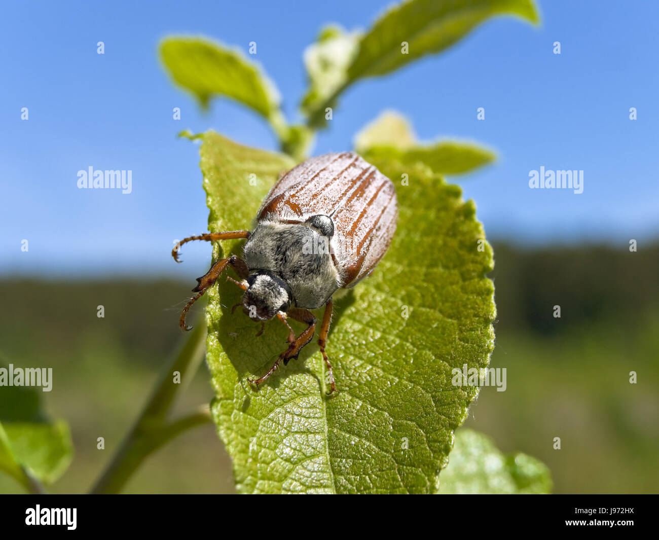 leaf, environment, enviroment, insect, insects, animals, beetle ...
