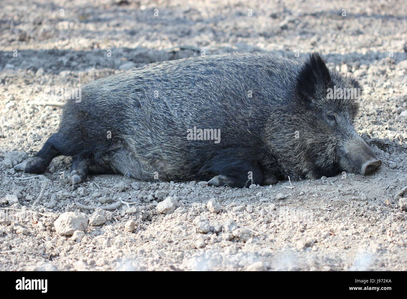 Wild boar stones hi-res stock photography and images - Alamy