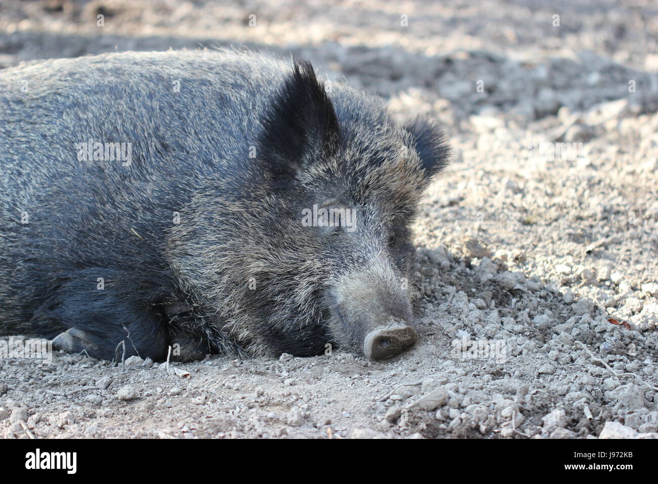 Wild boar stones hi-res stock photography and images - Alamy