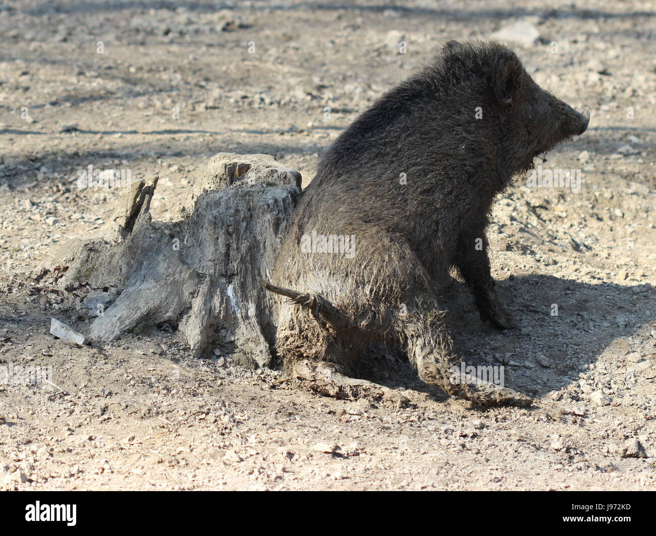 zoo, mud, wild boar, pig, young animal, snag, young of a wild boar ...