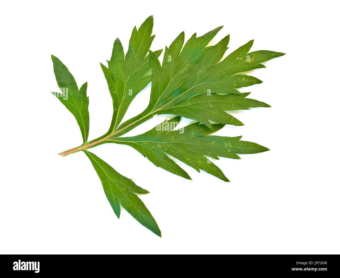 leaf, leaf, single, leaves, botany, shape, growth, design, shaping ...