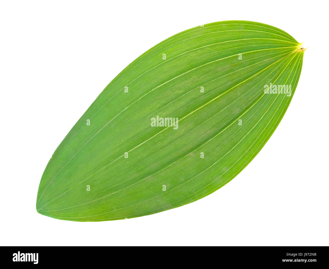 leaf, leaf, single, leaves, botany, shape, growth, design, shaping ...