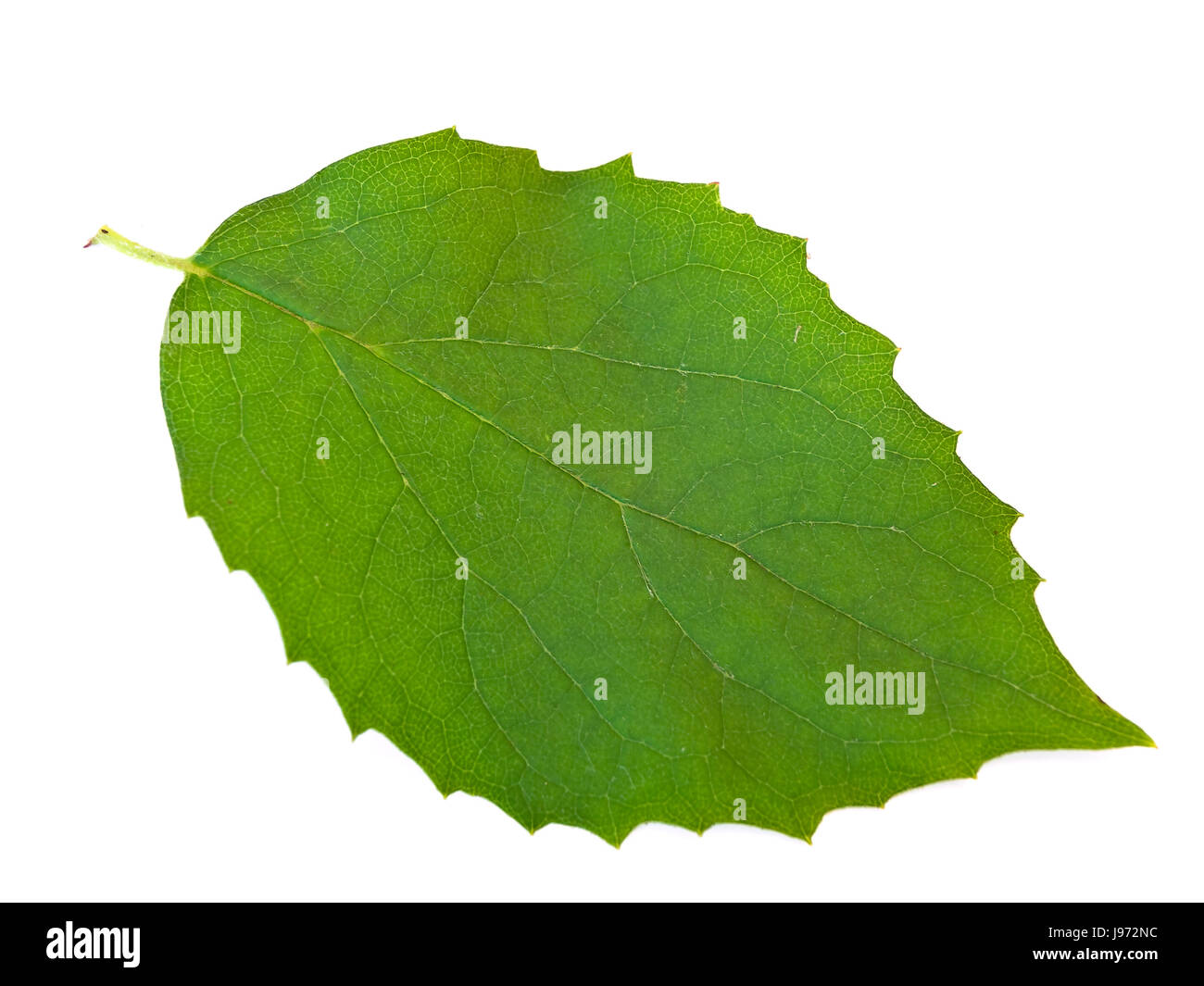 leaf, leaf, single, leaves, botany, shape, growth, design, shaping ...