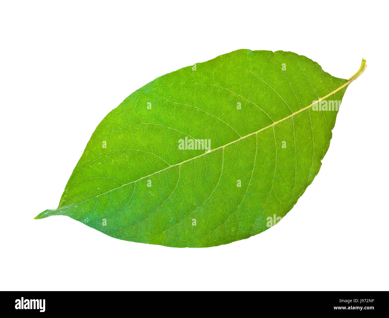 leaf, leaf, single, leaves, botany, shape, growth, design, shaping ...