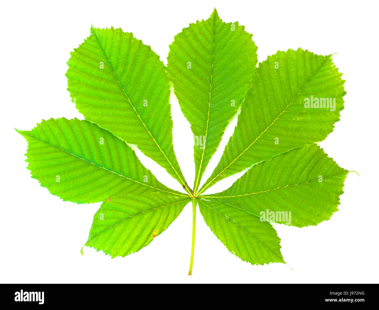 leaf, leaf, single, leaves, botany, shape, growth, chestnut, design ...