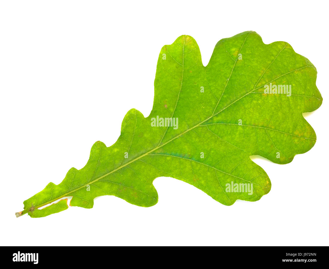 leaf, leaf, single, leaves, botany, oak, shape, growth, design, shaping ...