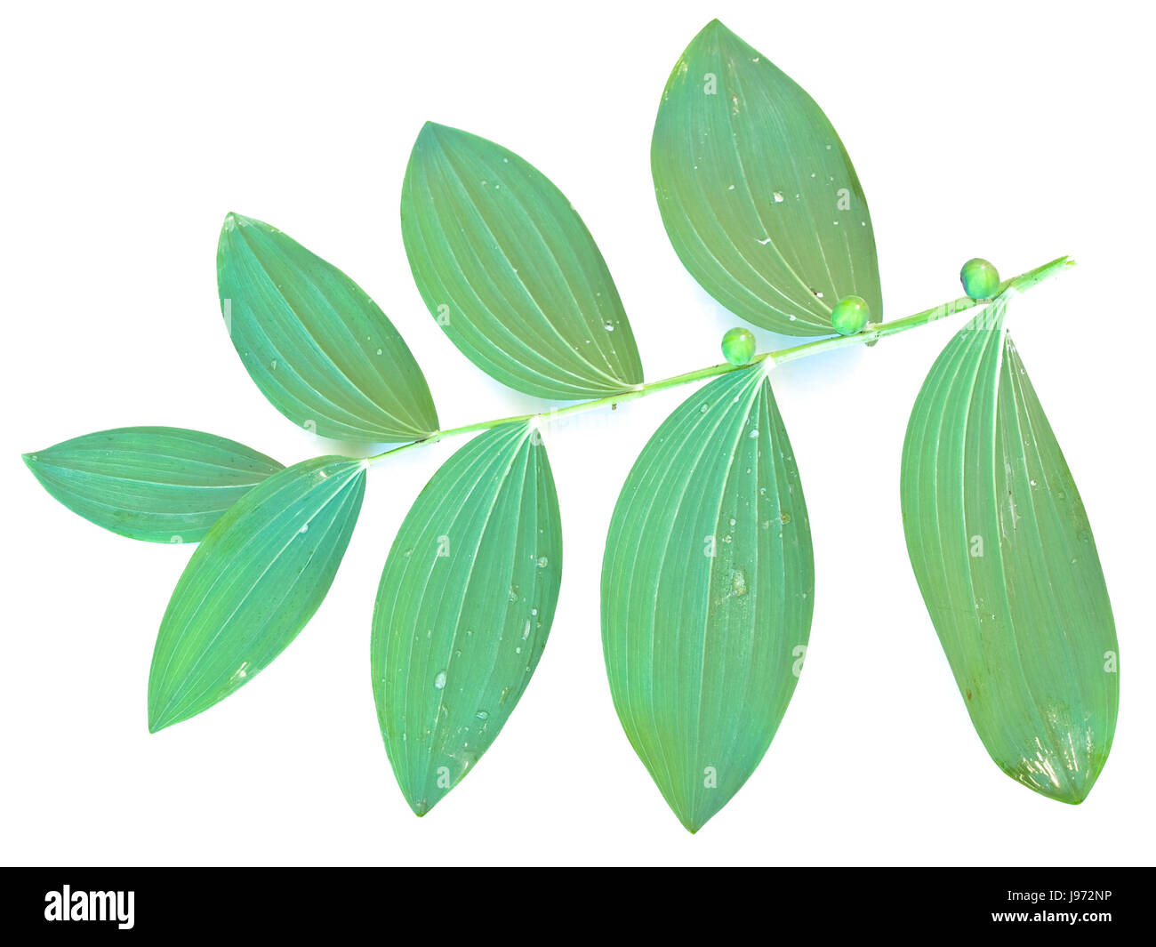 leaf, leaf, single, leaves, botany, shape, growth, design, shaping ...
