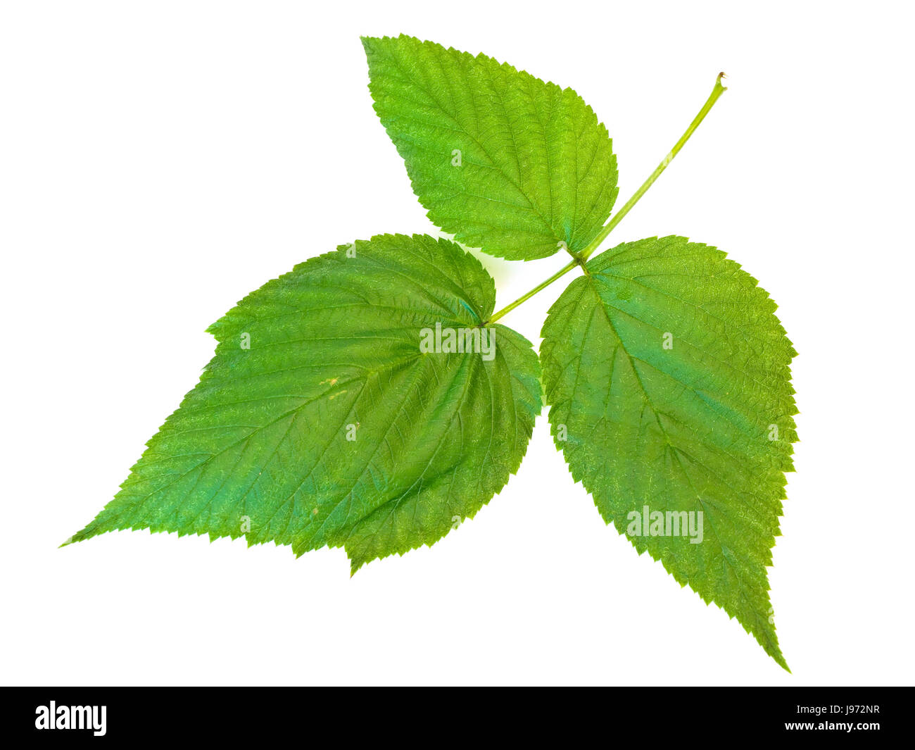 leaf, leaf, single, leaves, botany, shape, growth, raspberry, design ...