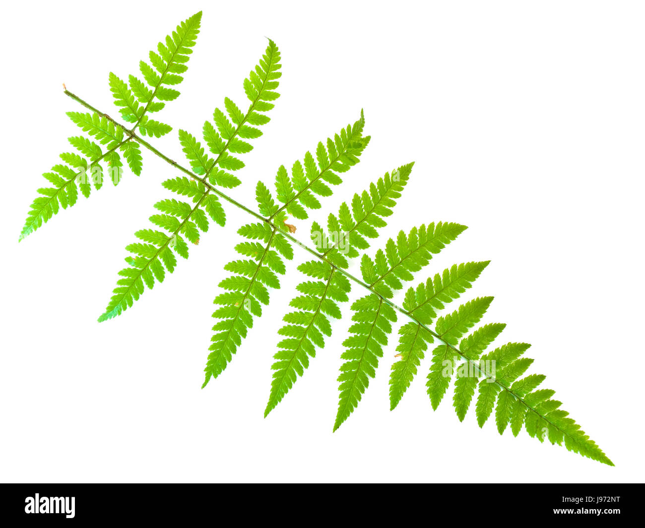leaf, leaf, single, leaves, botany, shape, fern, growth, design ...