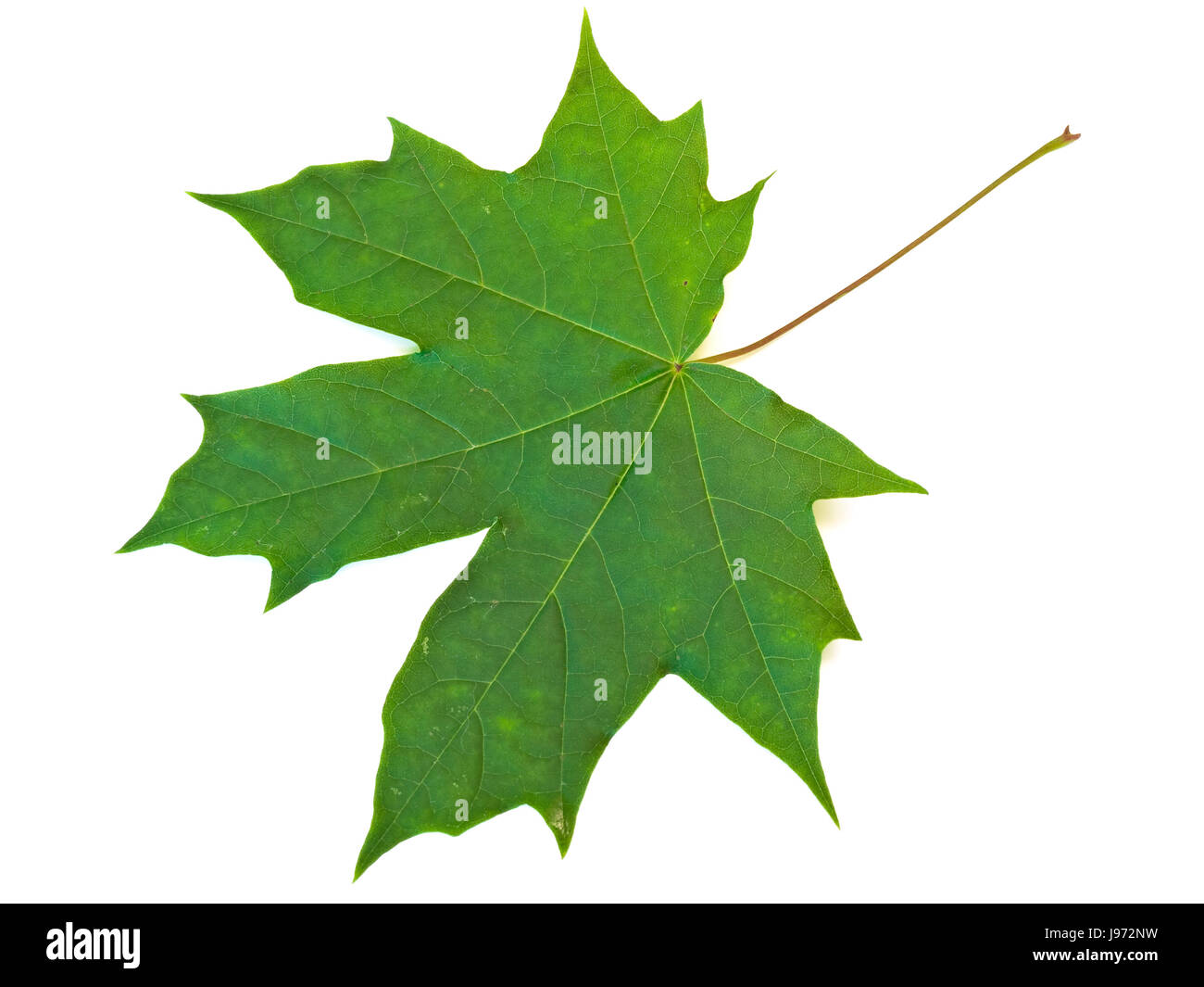leaf, leaf, single, leaves, botany, shape, growth, design, shaping ...