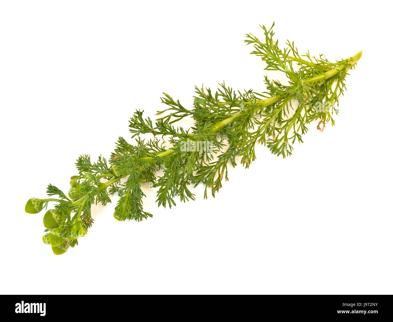 leaf, leaf, single, leaves, botany, shape, growth, camomile, design ...