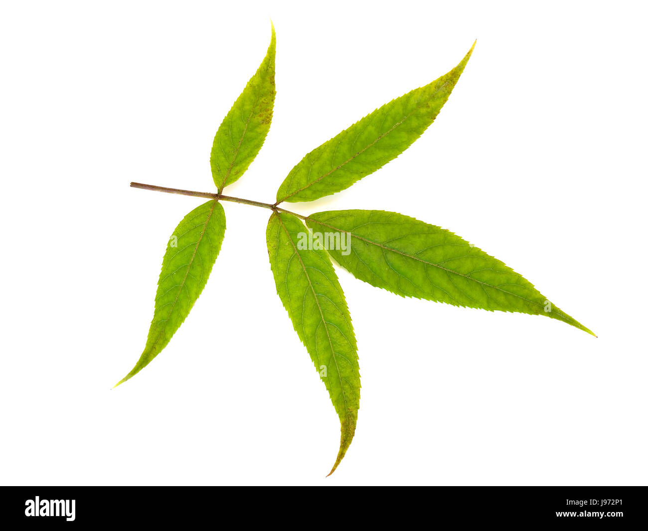 leaf, leaf, single, leaves, botany, shape, growth, design, shaping ...