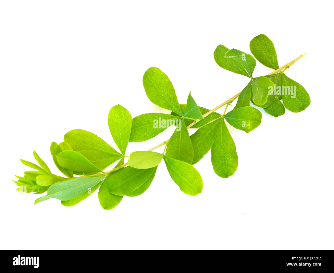 leaf, leaf, single, leaves, botany, shape, growth, design, shaping ...