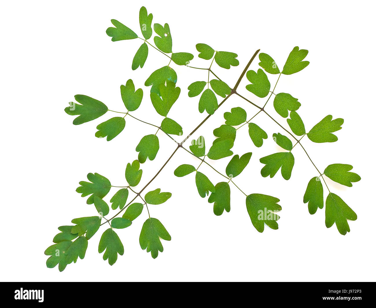 leaf, leaf, single, leaves, botany, shape, growth, design, shaping ...