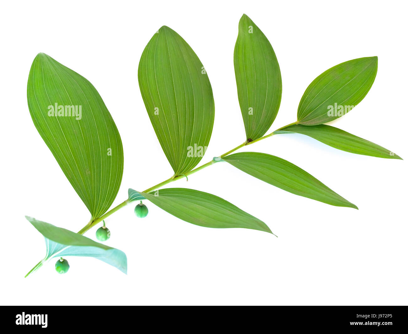 leaf, leaf, single, leaves, botany, shape, growth, design, shaping ...