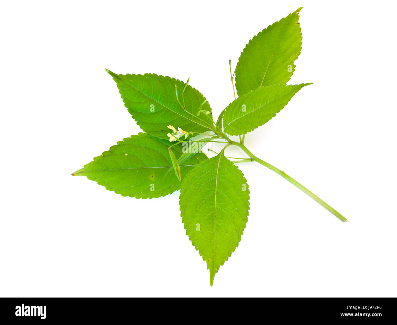 leaf, leaf, single, leaves, botany, shape, growth, design, shaping ...