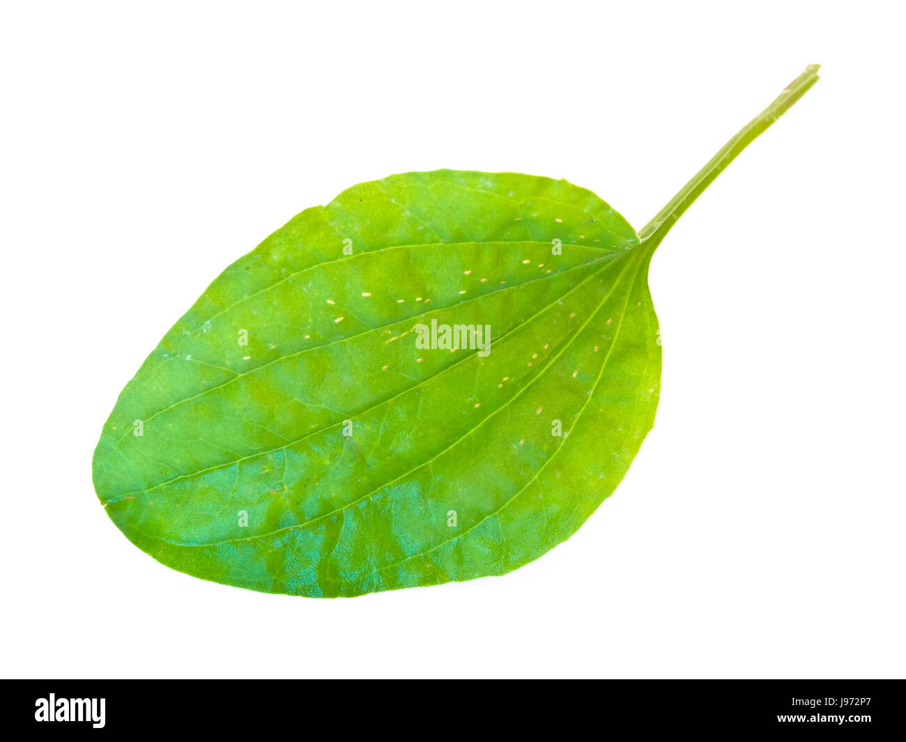 leaf, leaf, single, leaves, botany, shape, growth, design, shaping ...