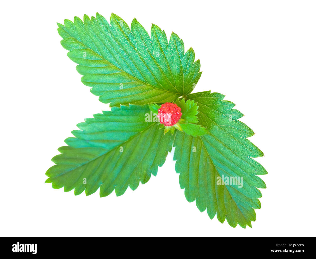 leaf, leaf, single, leaves, botany, shape, strawberry, growth, design ...