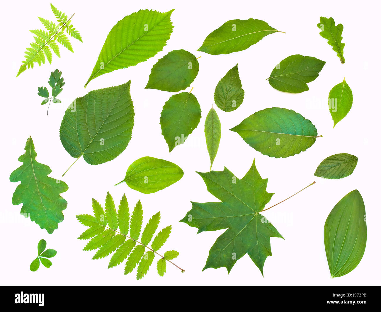 leaf, leaf, single, leaves, botany, shape, growth, design, shaping ...