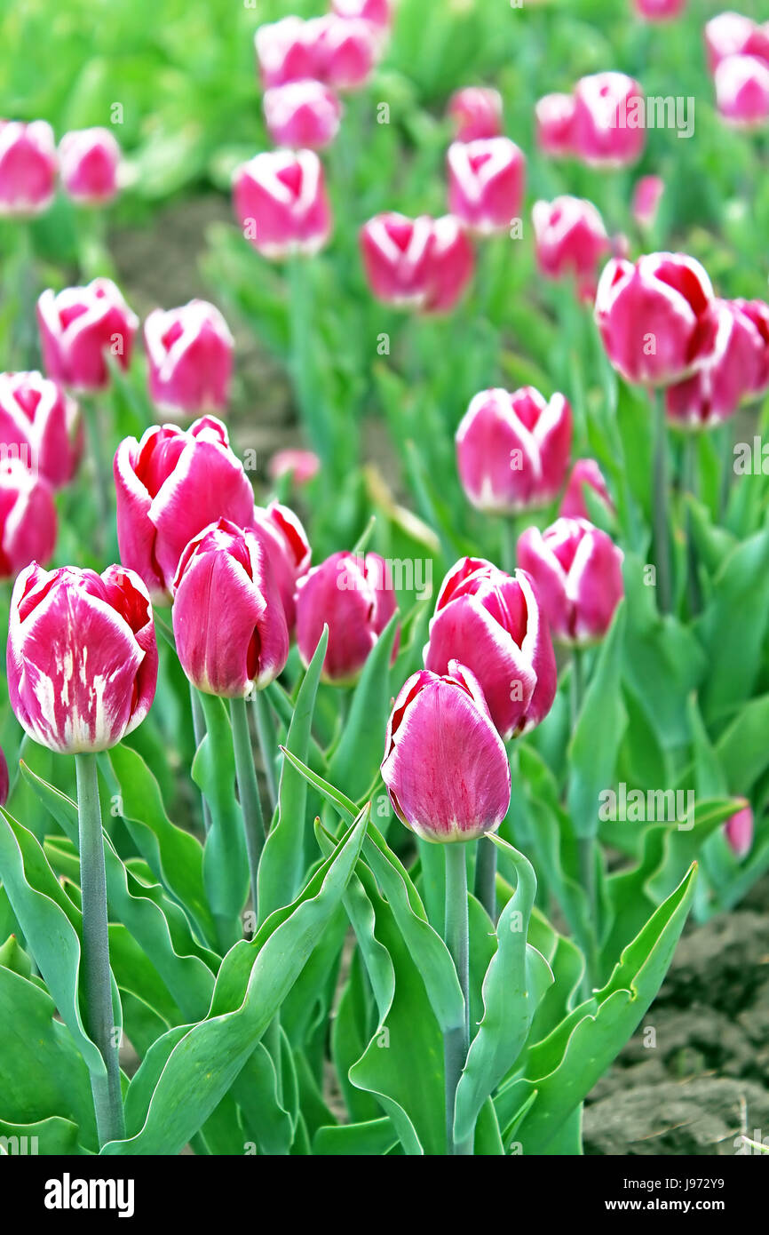 Beautiful purple tulips in the spring garden Stock Photo - Alamy