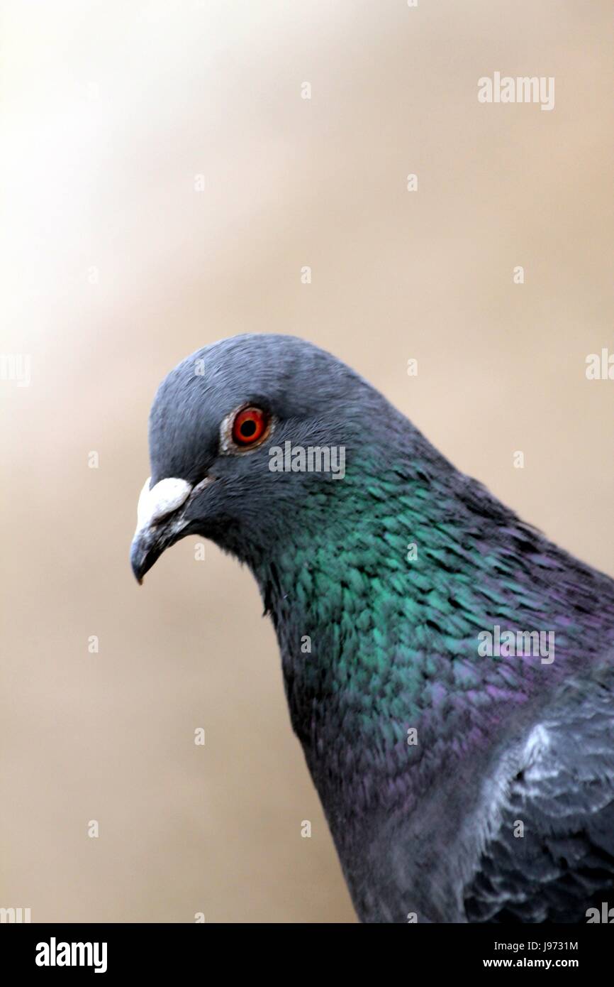 animal, bird, portrait, freedom, liberty, peace, pigeon, behind, hope ...