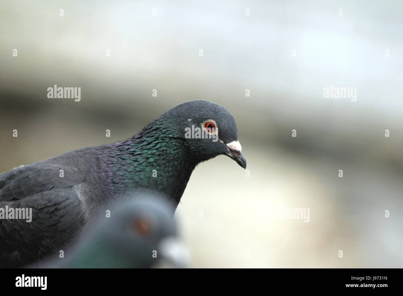 animal, bird, portrait, freedom, liberty, peace, pigeon, behind, hope ...
