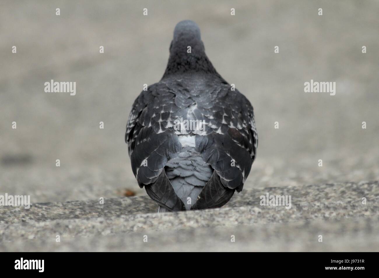 animal, bird, portrait, freedom, liberty, peace, pigeon, behind, hope ...