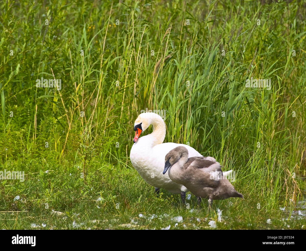 swan, animal, bird, wild, animals, swan, birds, offspring, wildlife ...