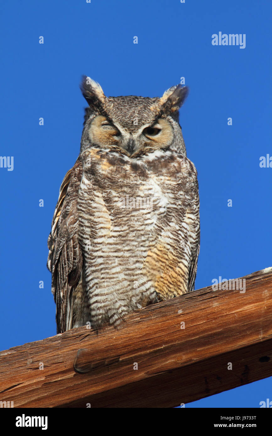 bird, wild, hunter, birds, raptor, birds of prey, predator, owl, nature ...