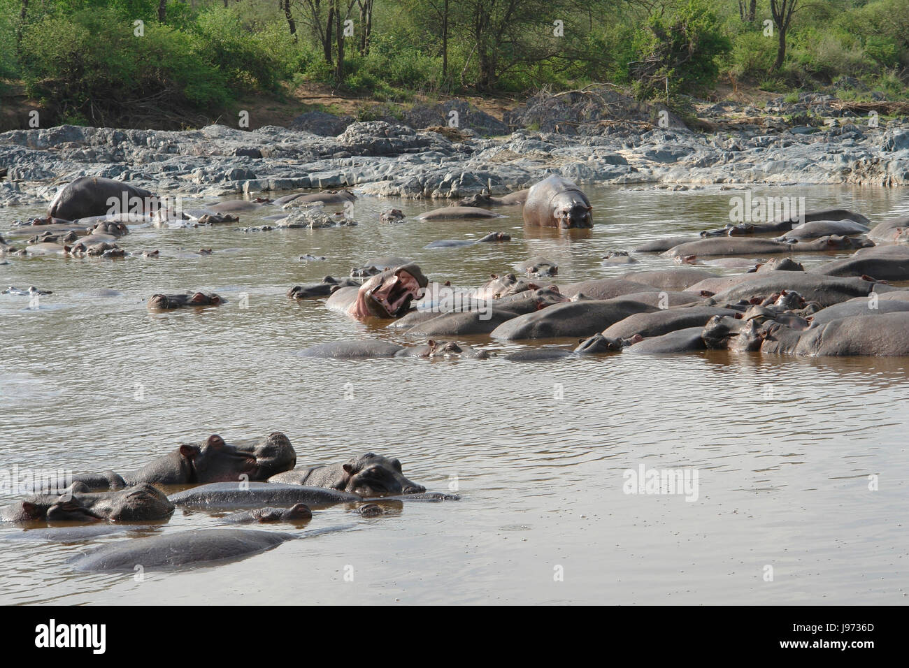 hippos in the water Stock Photo - Alamy