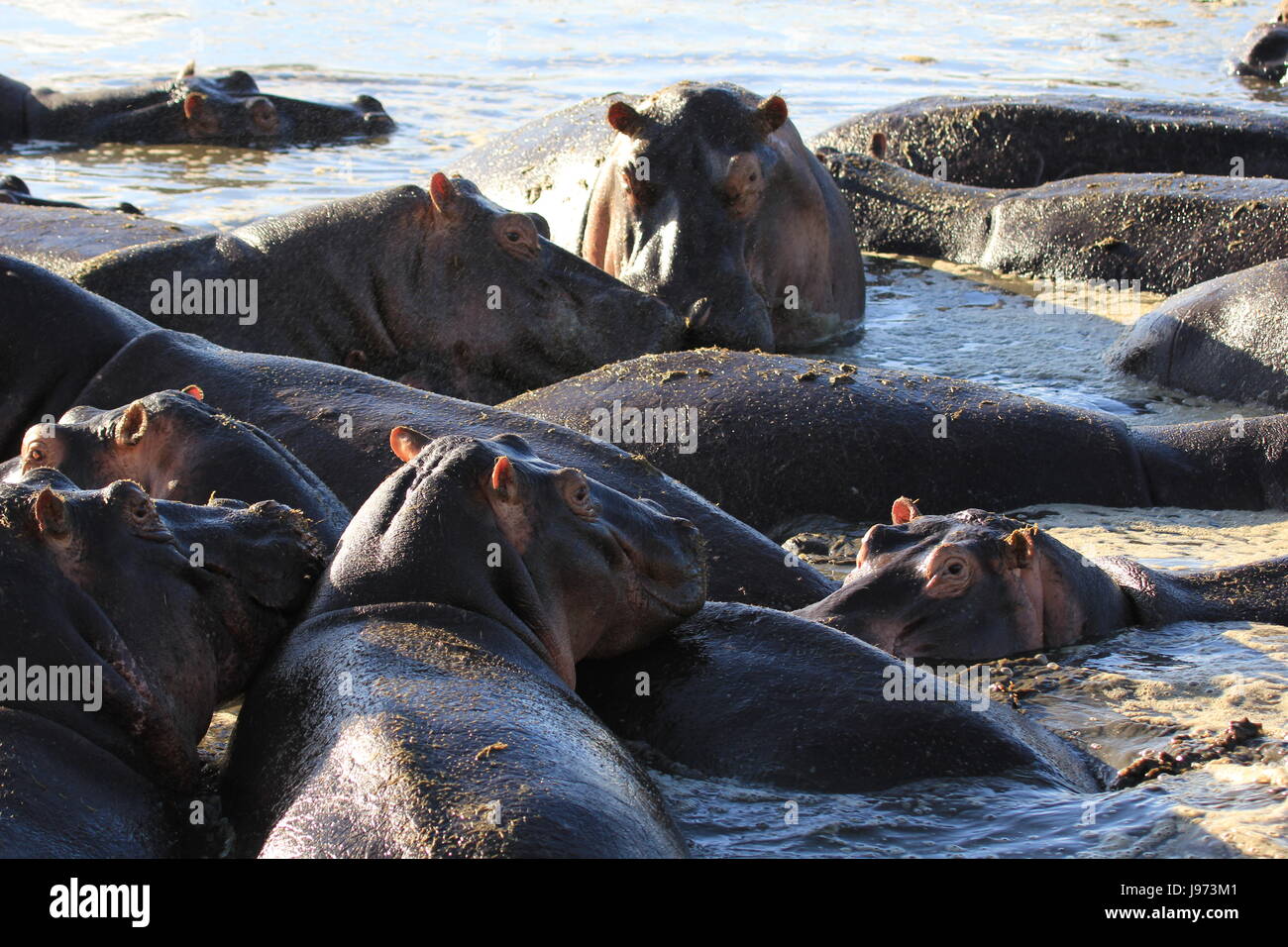 Hippopool hi-res stock photography and images - Alamy