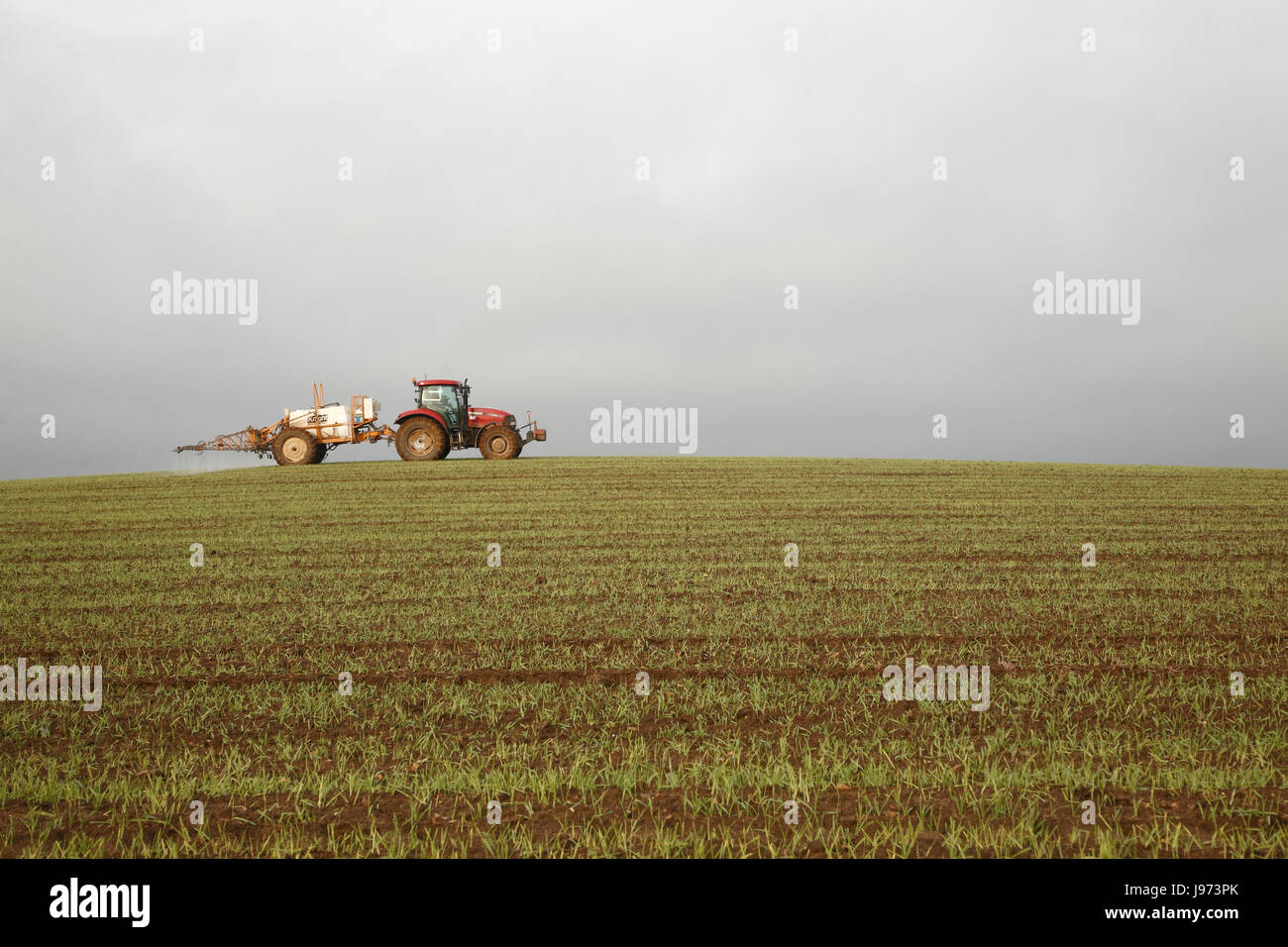Red tractor spraying hillside field arable crop overcast sky, Suffolk ...