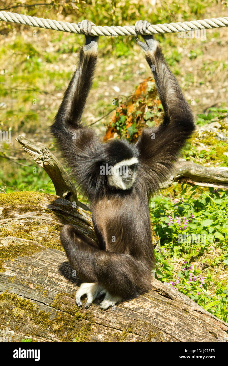 monkey - monkey Stock Photo - Alamy