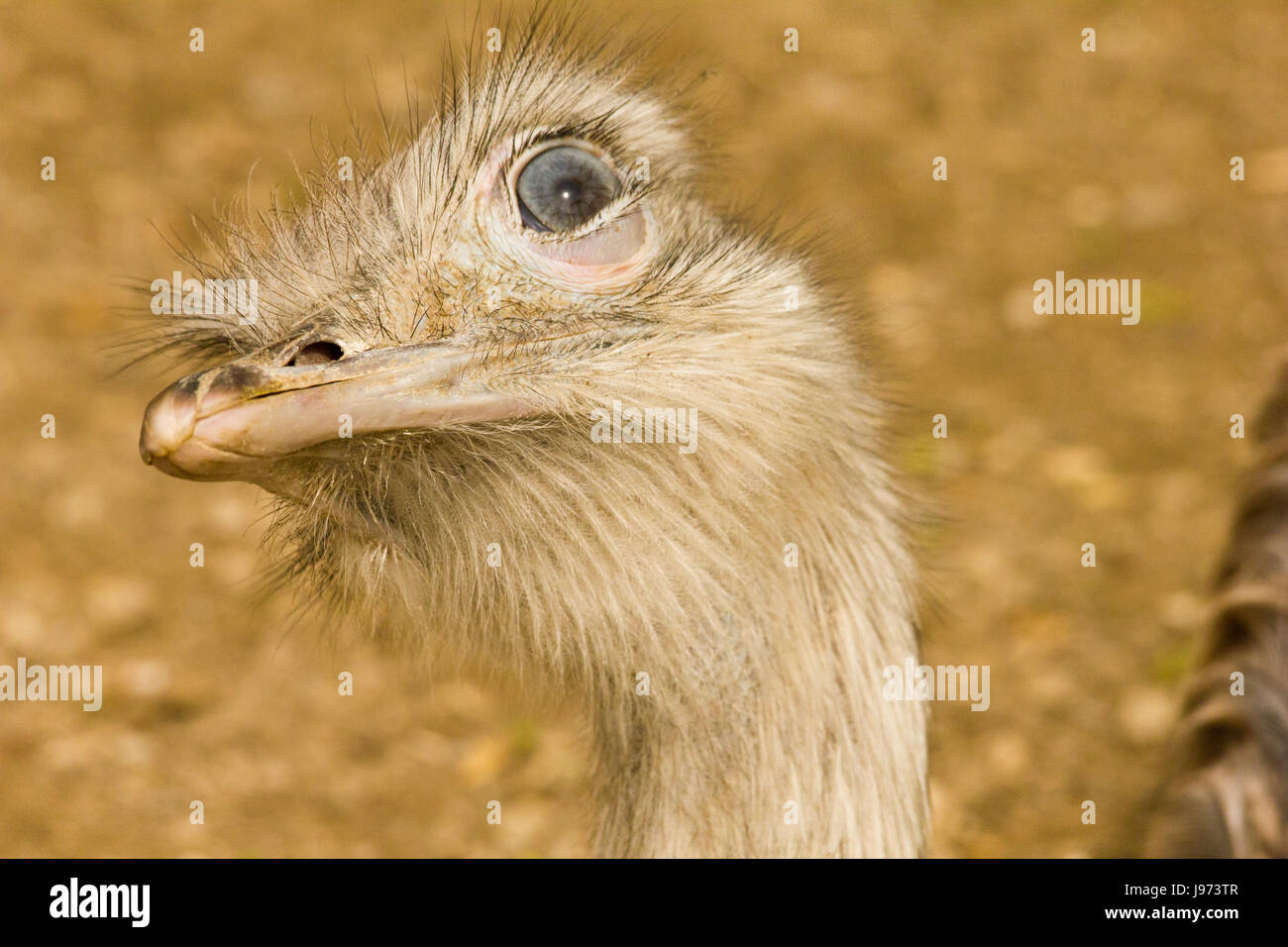 emu - ostrich Stock Photo - Alamy