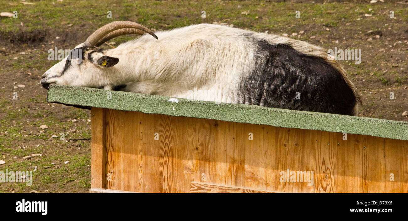 Billy hut hi-res stock photography and images - Alamy