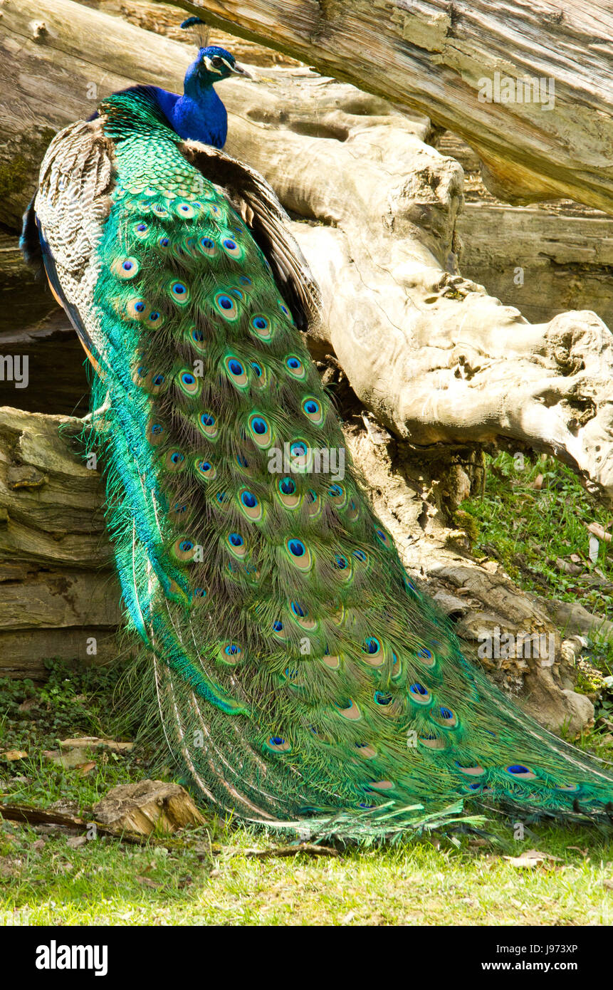 Peacock fly hi-res stock photography and images - Alamy