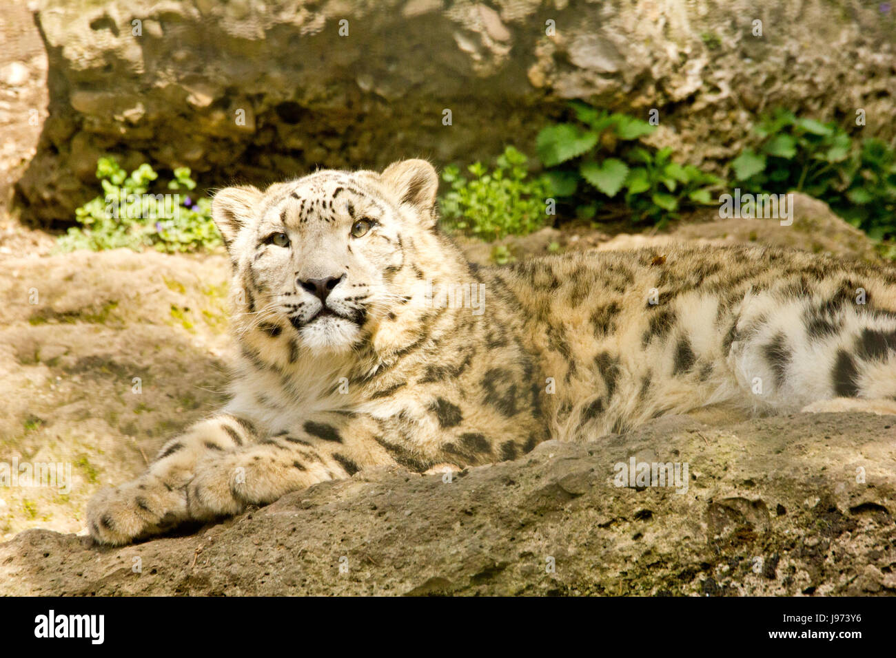 Sahara wildtiere hi-res stock photography and images - Alamy