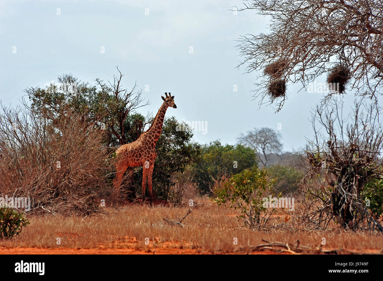 giraffe in the bush Stock Photo - Alamy
