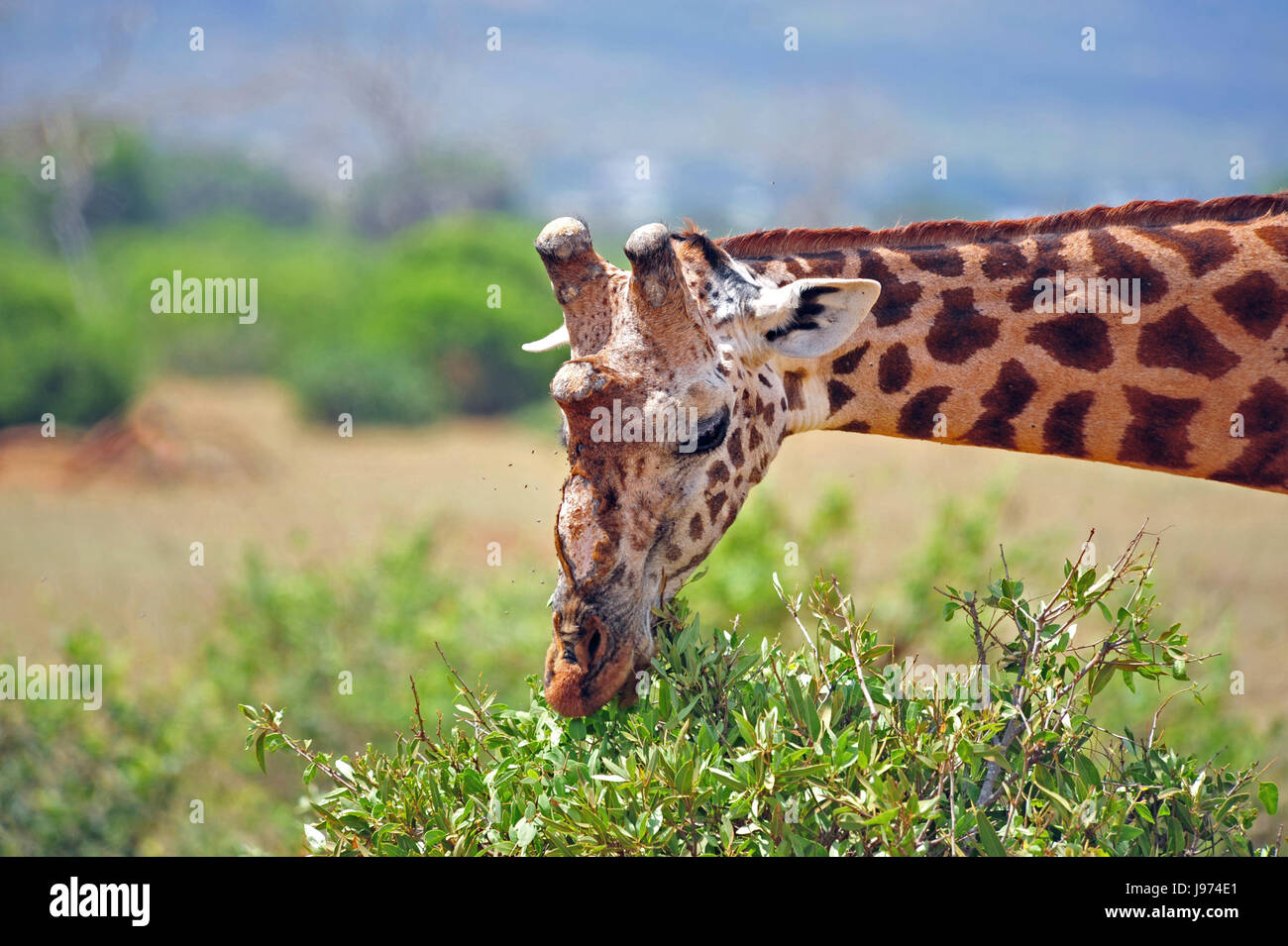 giraffe eating at Stock Photo - Alamy