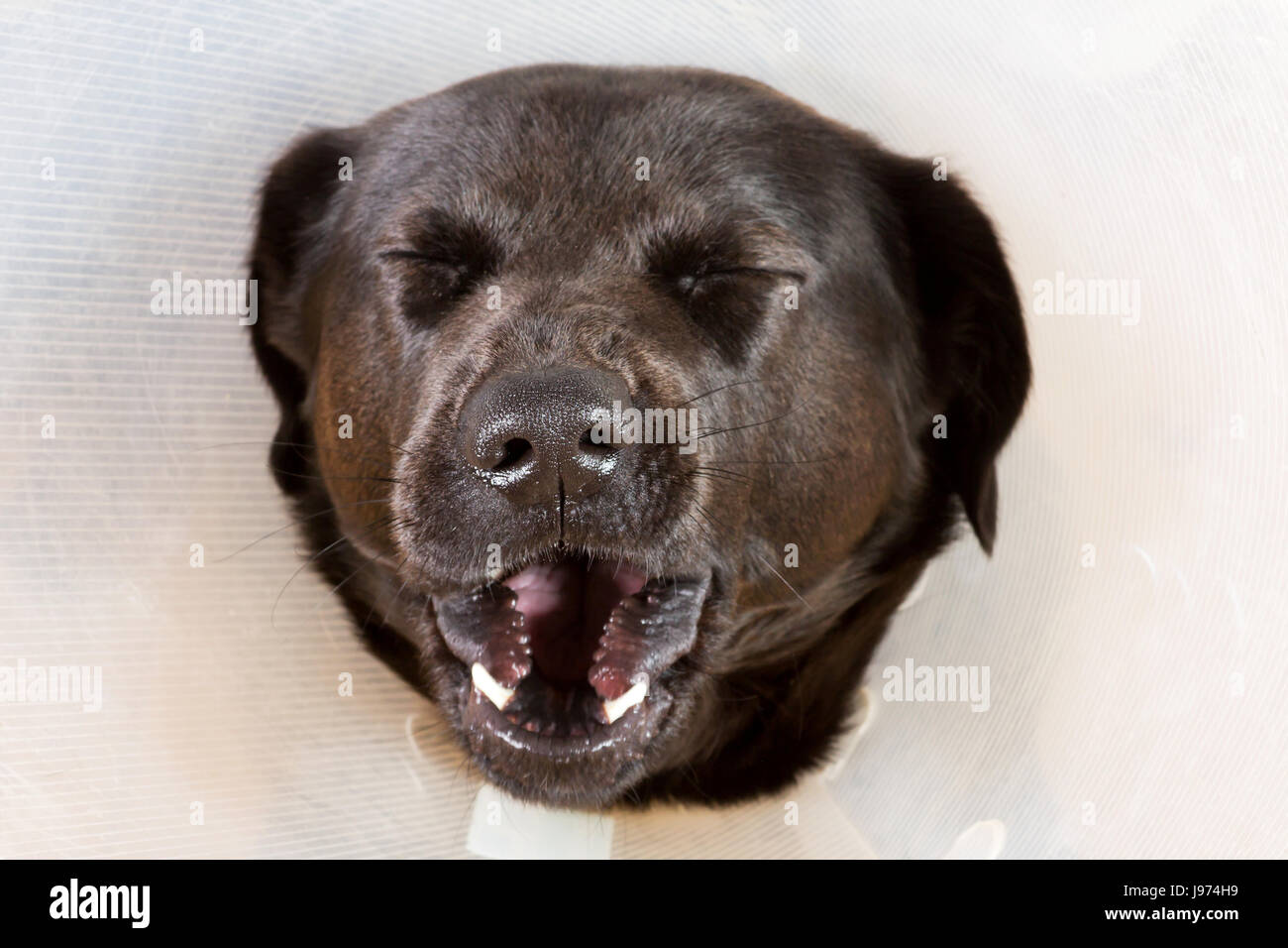yawning dog with collar Stock Photo - Alamy