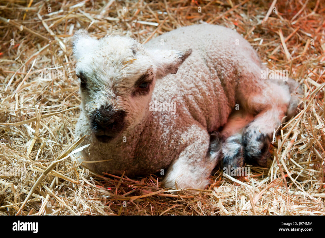 animal, agriculture, farming, sheep, barn, farm, lay, lamb, laying ...