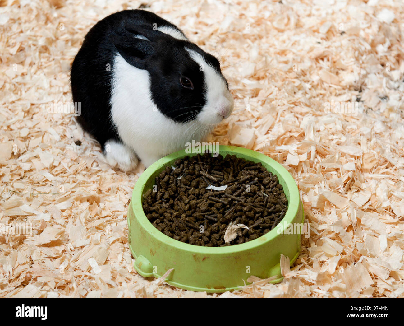 Dutch black rabbit hi-res stock photography and images - Alamy