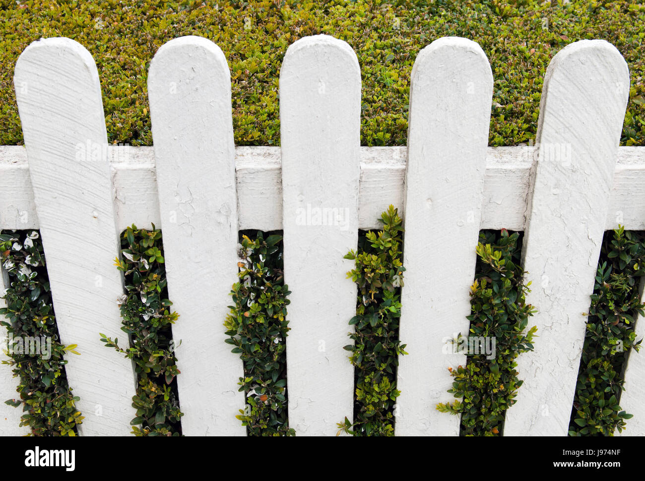 garden, hedge, fence, fence in, fencing, landscape, scenery ...