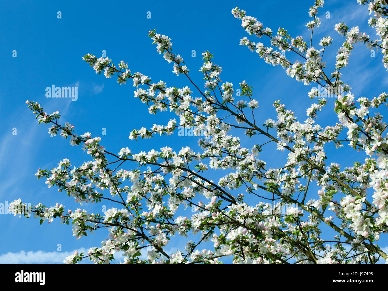 The garden tree is in full blossom on May (Lithuania Stock Photo - Alamy