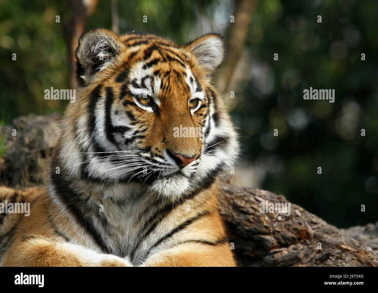 Tigerportait hi-res stock photography and images - Alamy