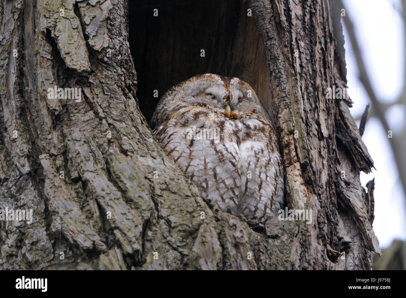 bird, birds, europe, raptor, birds of prey, sleep, sleeping, germany ...