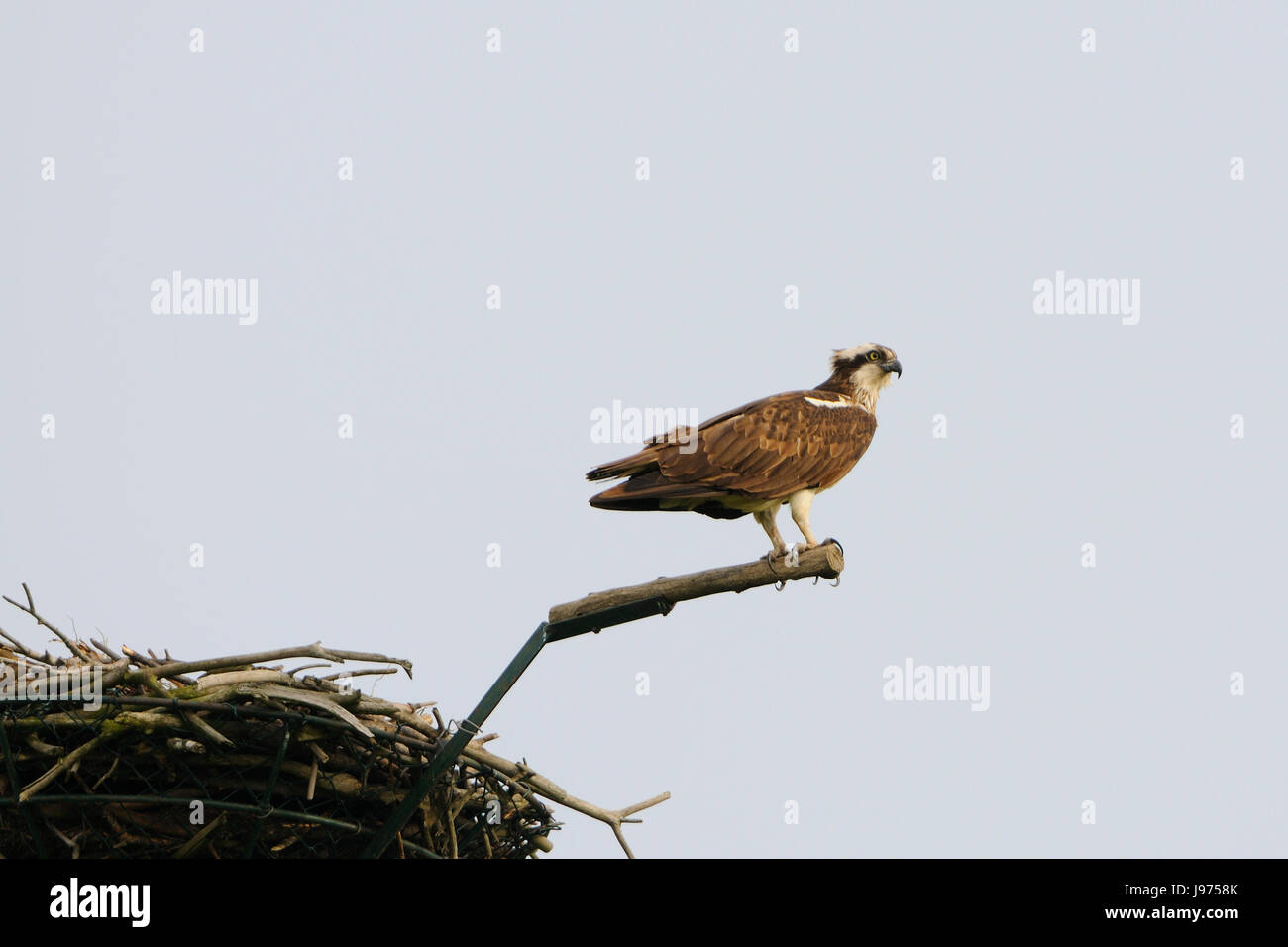 nest, wait, waiting, animal, bird, wild, animals, birds, blank ...
