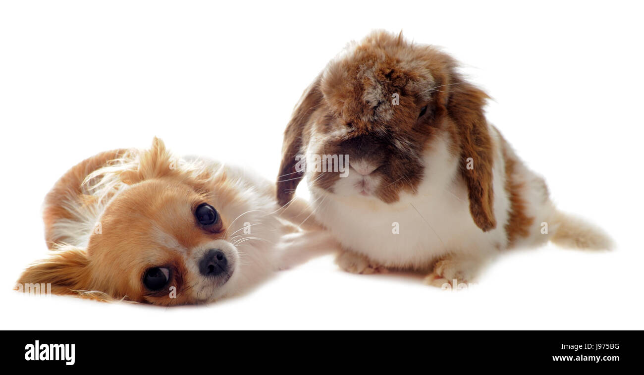 Dog and rabbit hi-res stock photography and images - Alamy